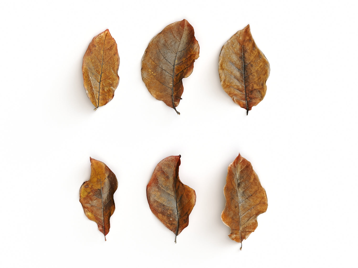 3D Leaf models | Realistic scanned 3D dead leaves models