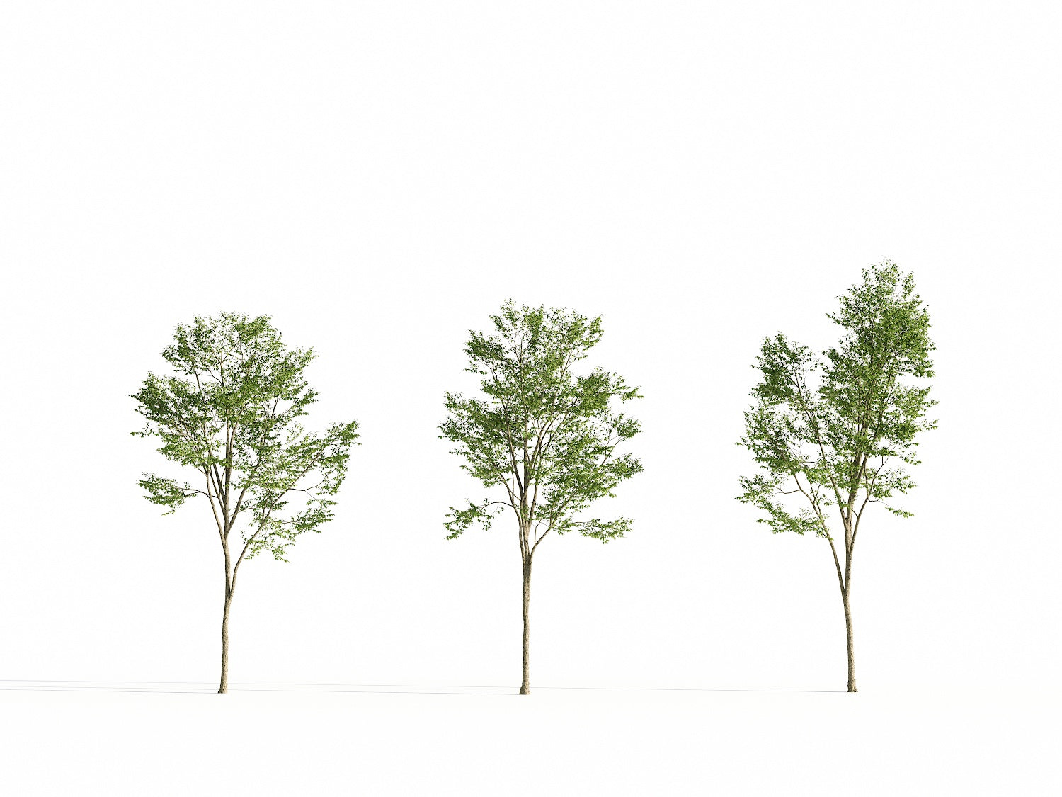 broadleaf trees examples