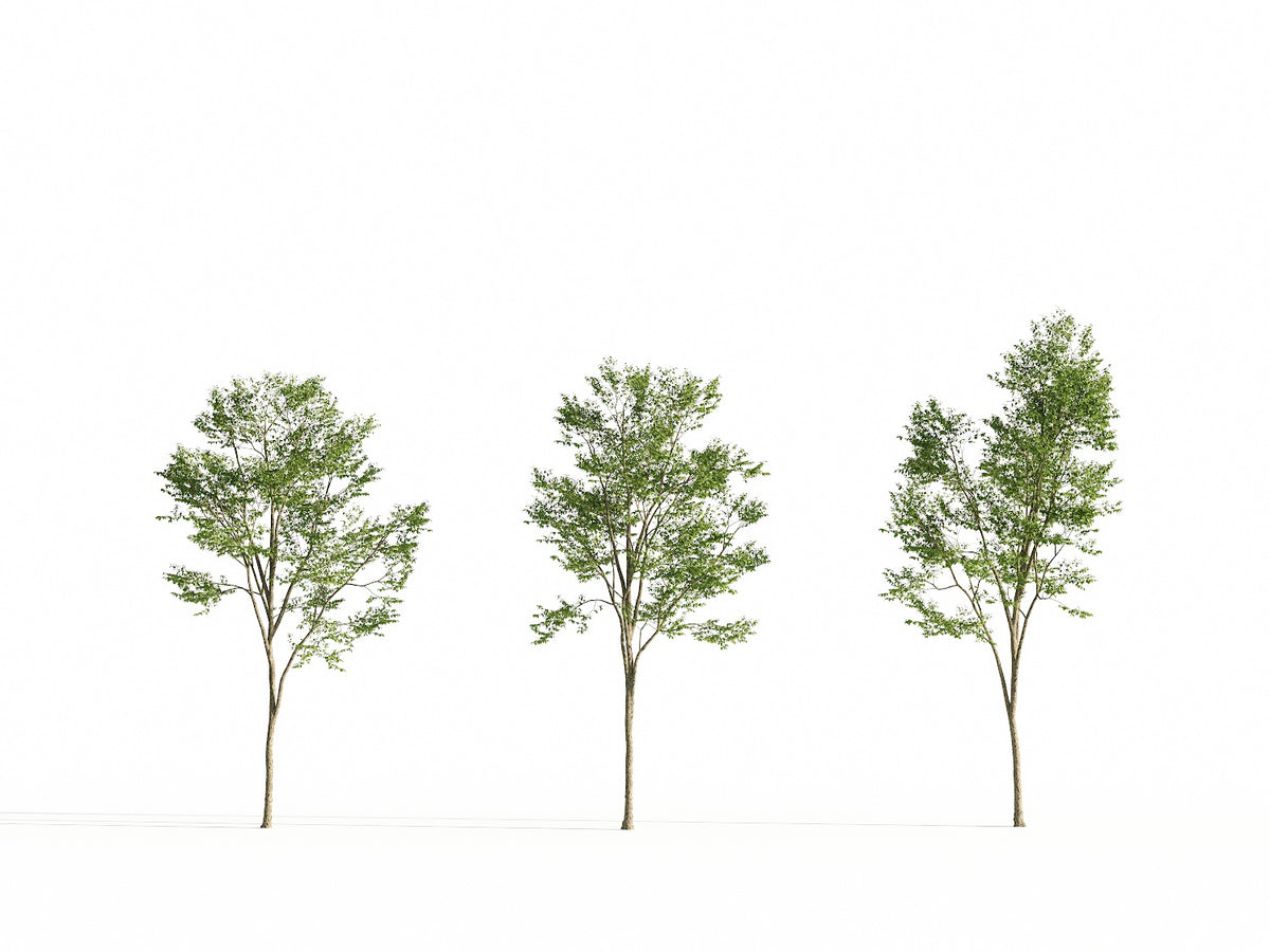 Broadleaf Tree Set