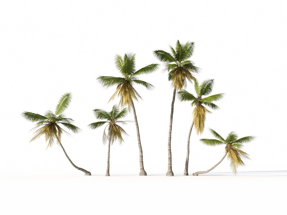 Coconut Tree Set