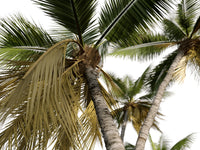 Coconut Tree Set