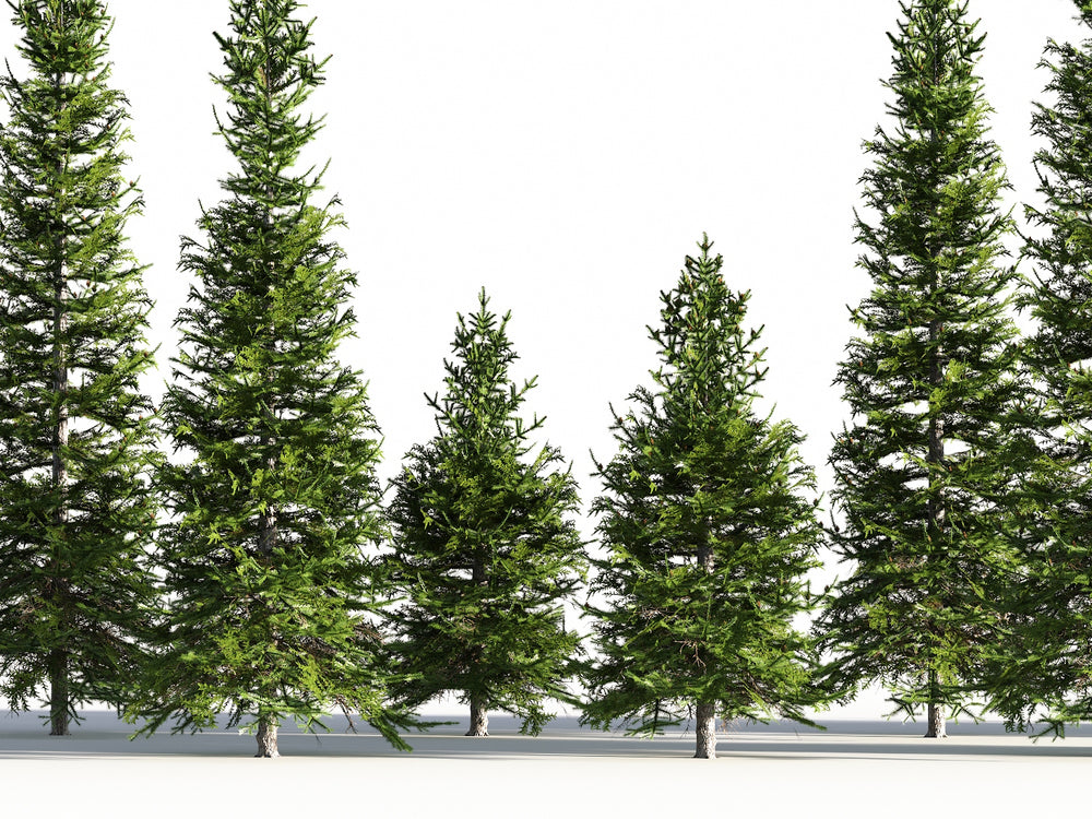 Low Poly Fir Tree Set