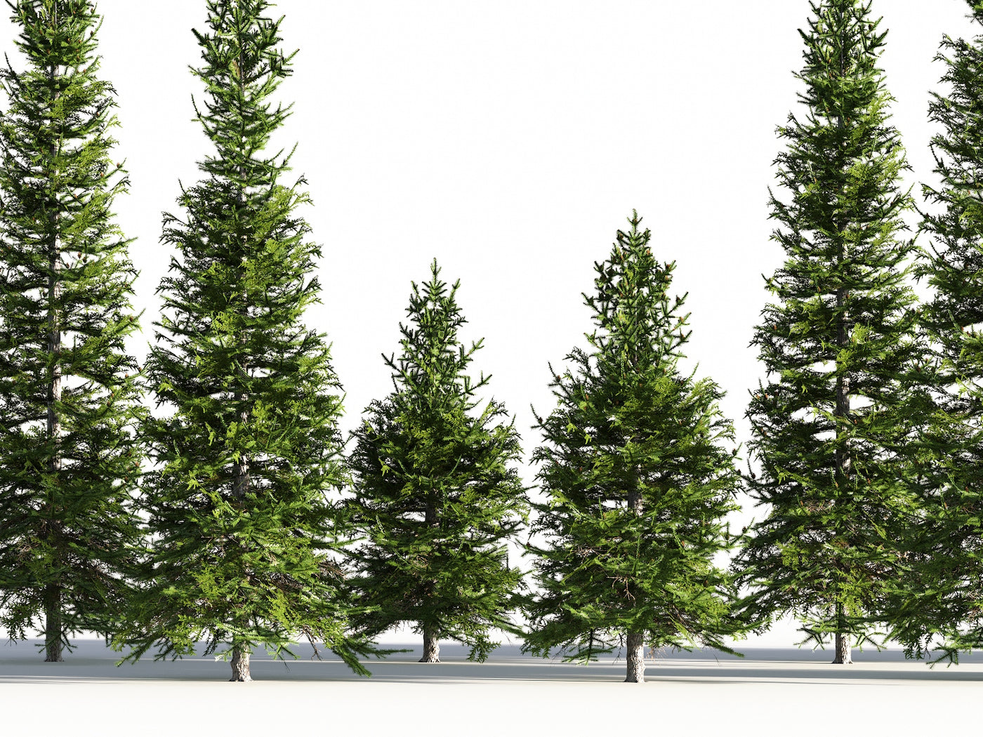 Low Poly Fir Tree Set