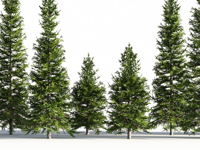 Low Poly Fir Tree Set