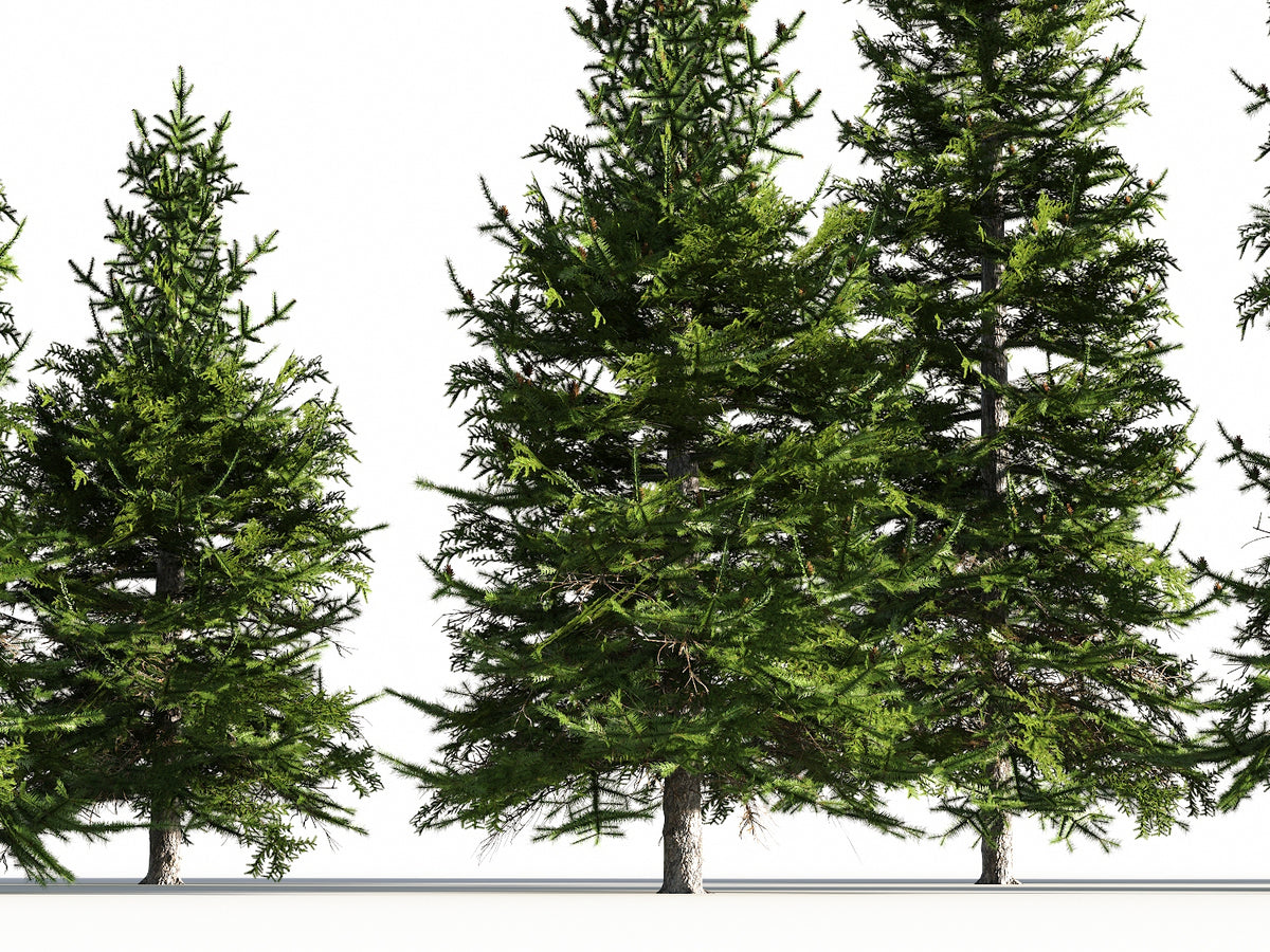 Low Poly Fir Tree Set