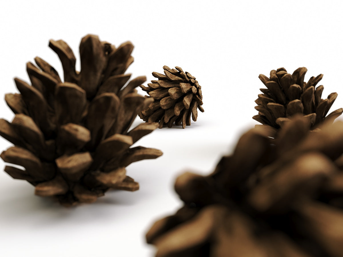 Pine Cone Set (Free)