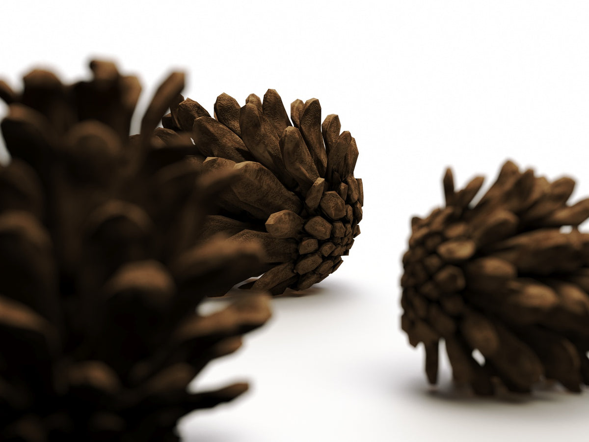 Pine Cone Set (Free)